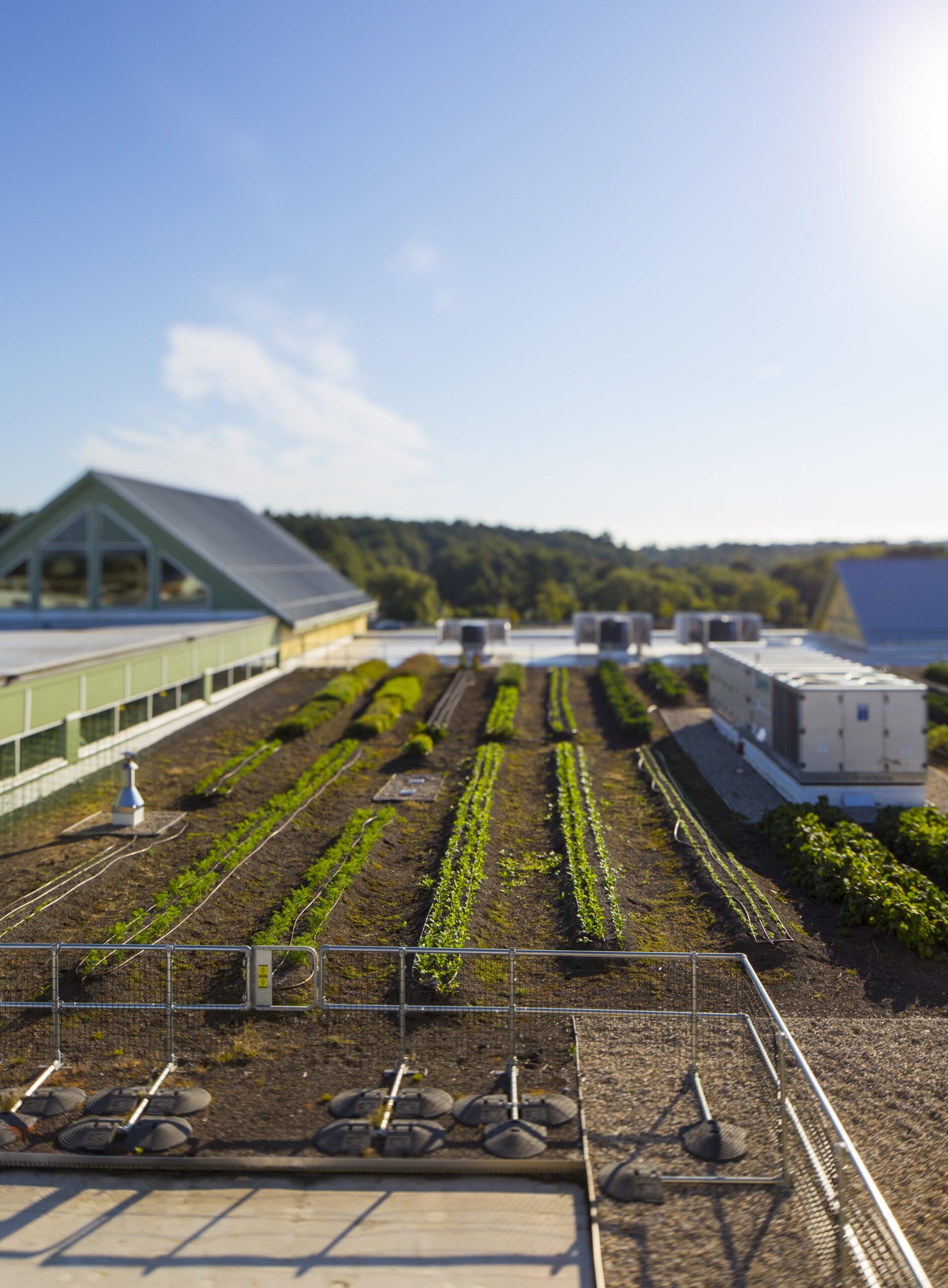 How Green Roofs Benefit Commercial Buildings Nationwide
